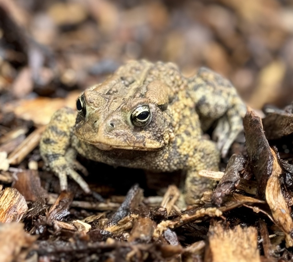 American Toad from Howe Dr, Prairie Village, KS, US on May 5, 2024 at ...