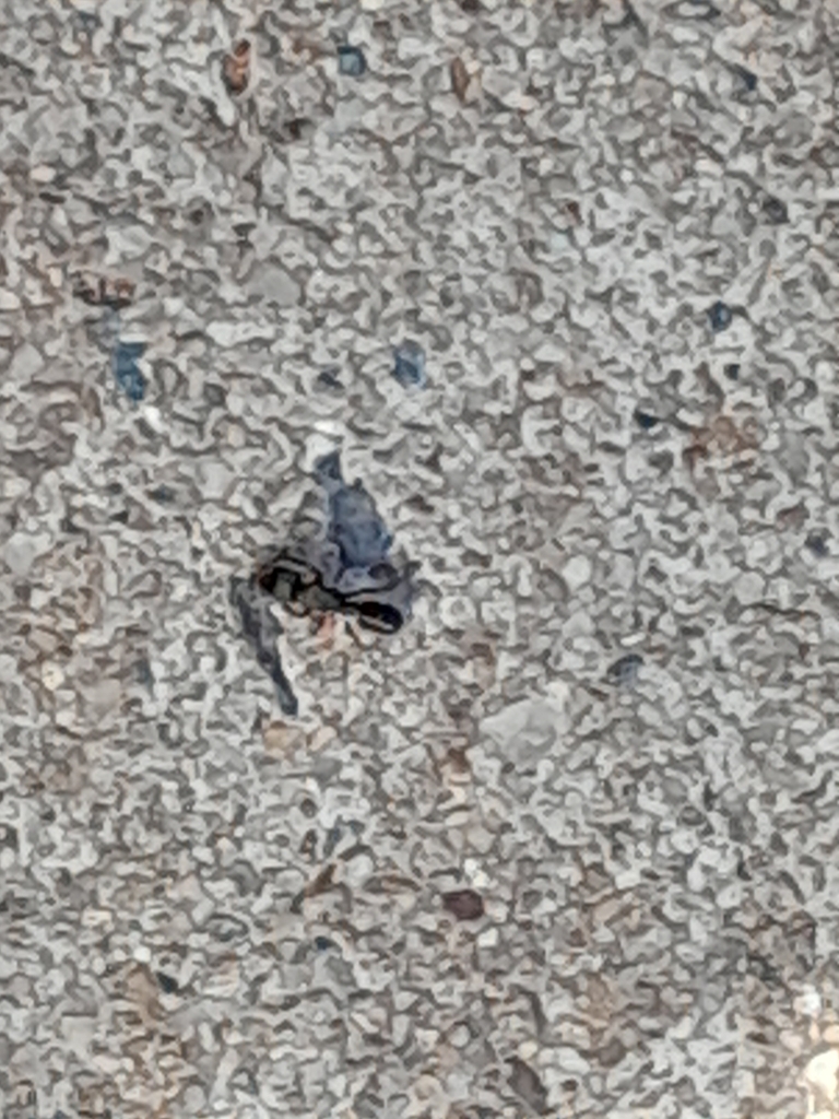 Pony Ants from Leeton NSW 2705, Australia on May 13, 2024 at 11:51 AM ...