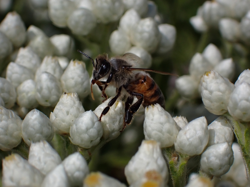 Western Honey Bee from San Diego National Wildlife Refuge, 14715 CA-94 ...