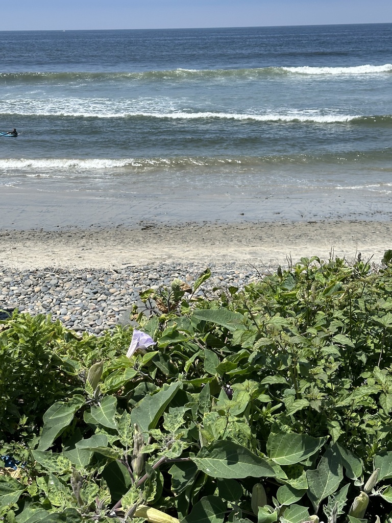 Sacred Datura from Torrey Pines State Natural Reserve, San Diego, CA ...