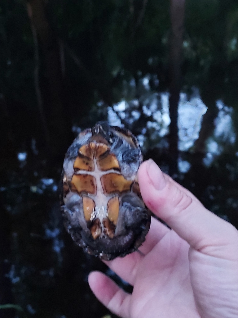 Eastern Musk Turtle from St Pauls, NC 28384, USA on May 12, 2024 at 08: ...