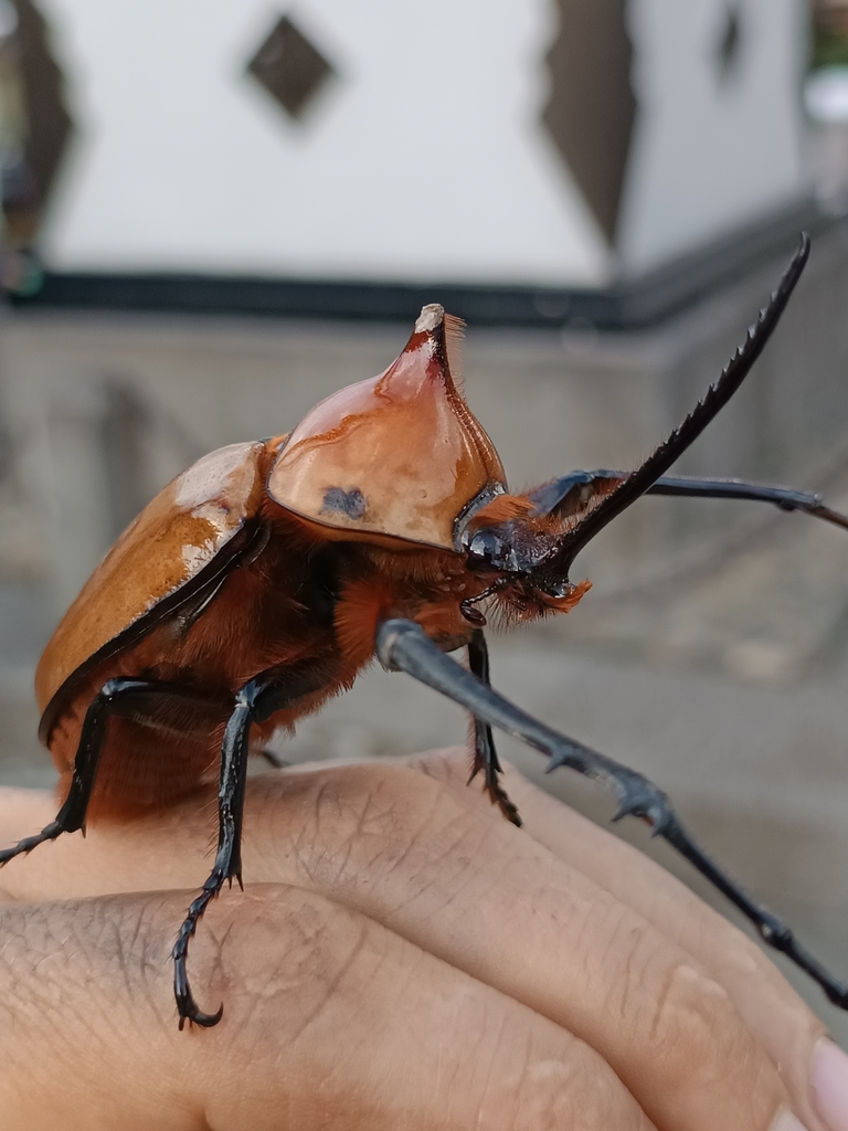 Caliper beetle from Aguadas, Caldas, Colombia on May 3, 2024 at 05:13 ...