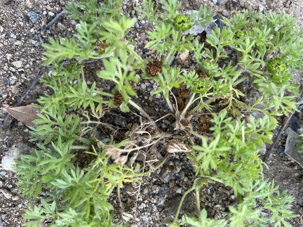 common soliva from Silver Bar Rd, Mariposa, CA, US on May 12, 2024 at ...