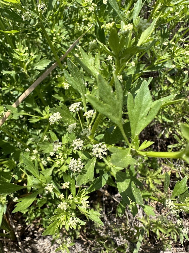 Celery from N Torrey Pines Rd, Del Mar, CA, US on May 12, 2024 at 01:34 ...