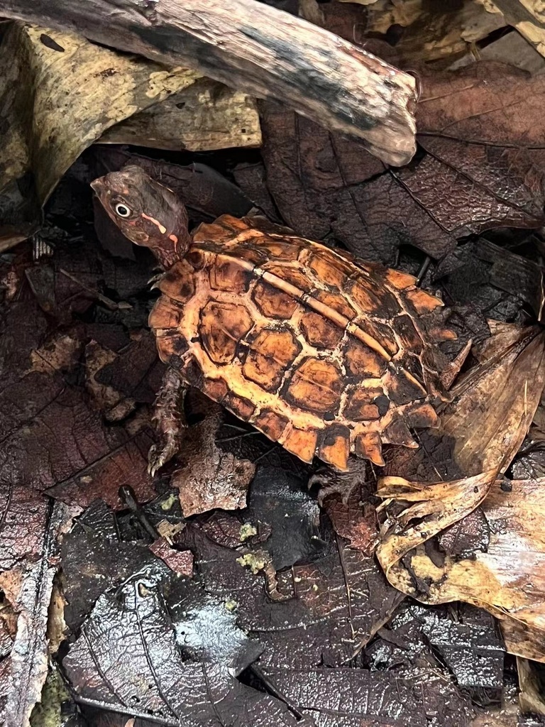Black-breasted Hill Turtle in May 2024 by crabobservor · iNaturalist