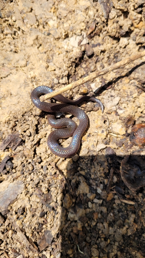 Eastern Worm Snake from Tallassee, TN 37878, USA on May 12, 2024 at 11: ...