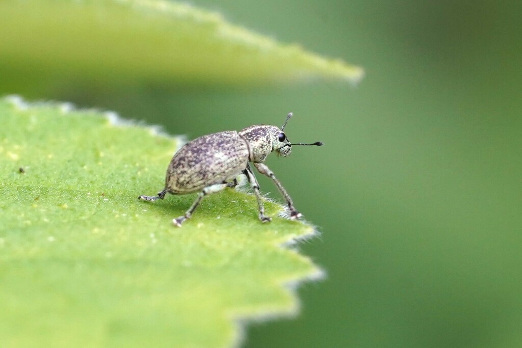 Eugnathus distinctus from 中国福建省福州市仓山区 on May 6, 2024 at 04:37 PM by ...