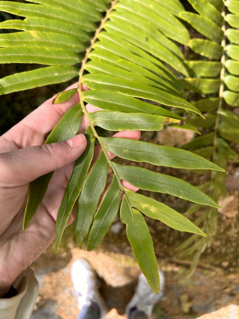 Polypodiales from Parque Natural de Sintra-Cascais, Sintra, Lisboa, PT ...