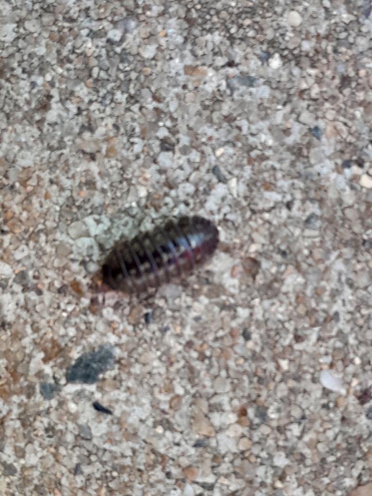 Woodlice, Pillbugs, and Rock Slaters from Leeton NSW 2705, Australia on ...