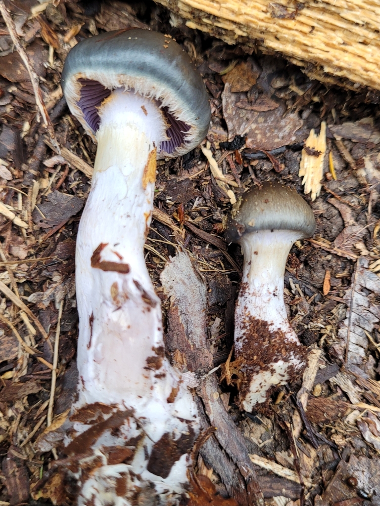 Webcaps from Umungata Bay 7282, New Zealand on May 13, 2024 at 11:38 AM ...