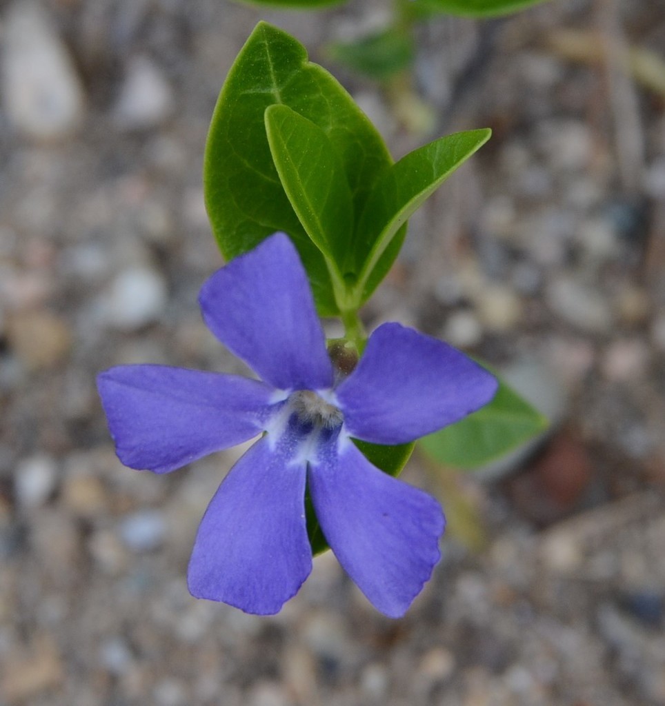 lesser periwinkle from Flat Road West Bethel on May 24, 2016 by Mark ...