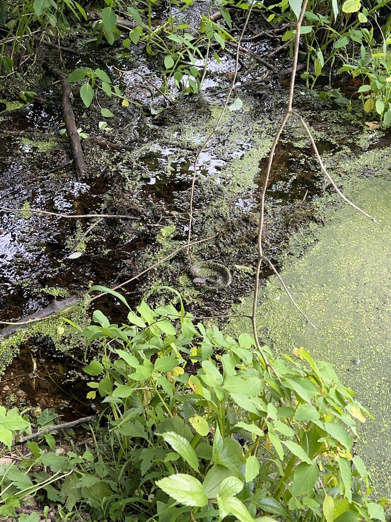 Northern Cottonmouth from Shawnee National Forest, Wolf Lake, IL, US on ...
