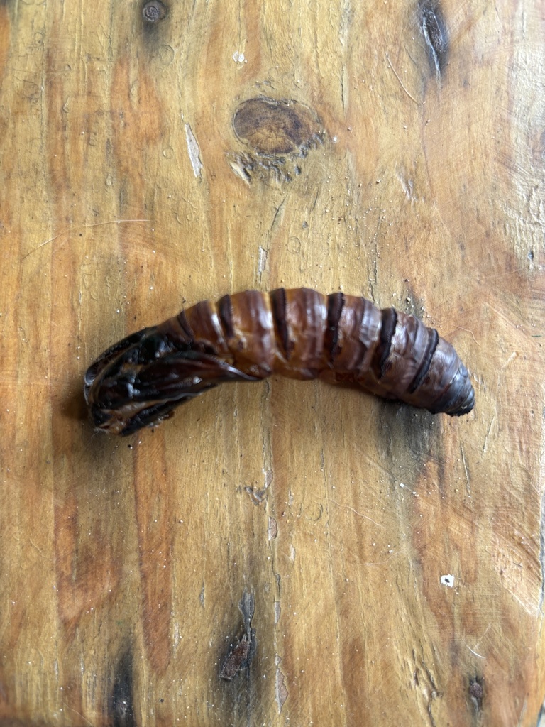 Giant Wood Moth from Camp Hill Rd, Somers, VIC, AU on January 14, 2024 ...