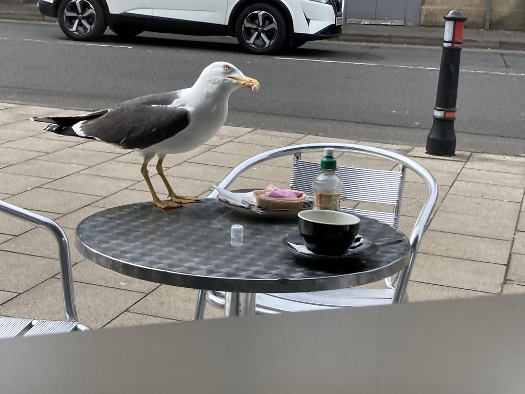 Lesser Black-backed Gull from Newbigging, Musselburgh, Scotland, GB on ...
