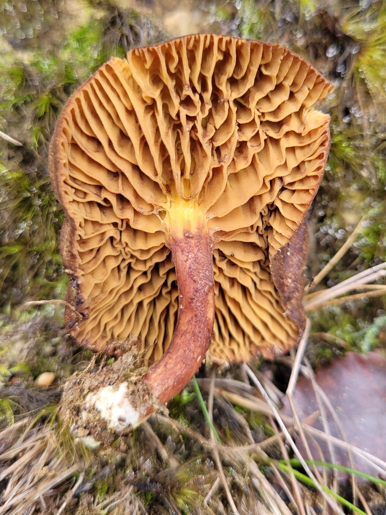 Phylloporus from Umungata Bay 7282, New Zealand on May 13, 2024 at 11: ...