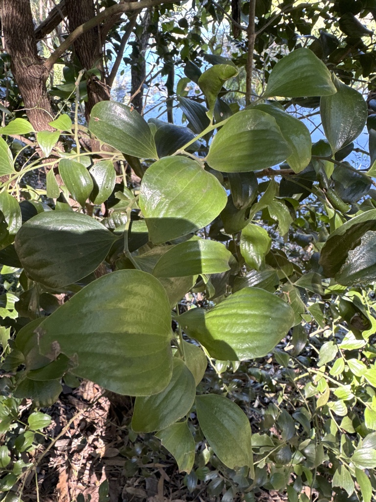 Broad Leaved Native Cherry from Northwest Outer Brisbane, Enoggera ...