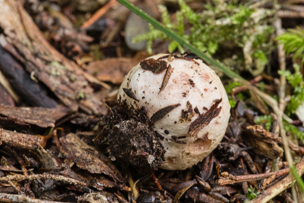 Fungi Including Lichens from Hatepe 3382, New Zealand on May 13, 2024 ...
