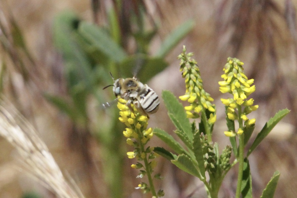 Apine Bees from San Diego County, CA, USA on May 12, 2024 at 11:58 AM ...