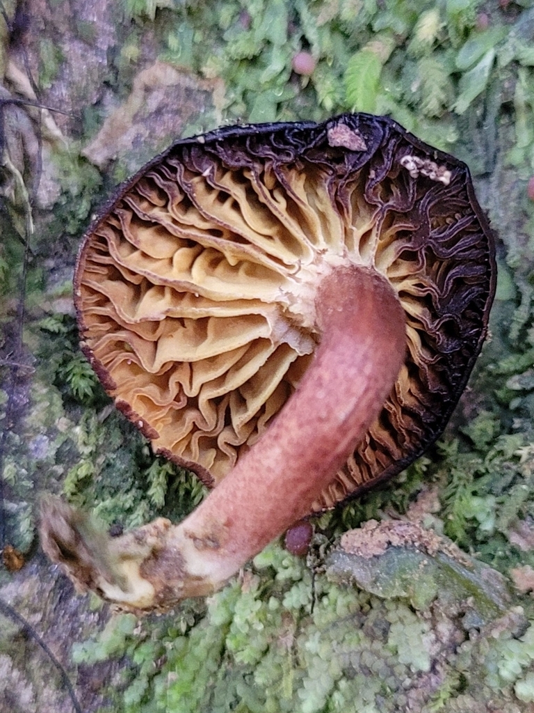 Phylloporus from Umungata Bay 7282, New Zealand on May 13, 2024 at 10: ...