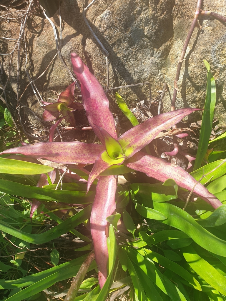 False Bromeliad Plant from Kariong NSW 2250, Australia on May 13, 2024 ...