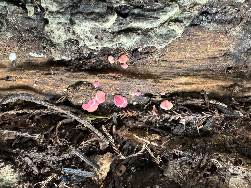 Fungi Including Lichens from South Island / Te Waipounamu, Rai Valley ...
