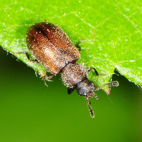 Paratenetus punctatus · iNaturalist