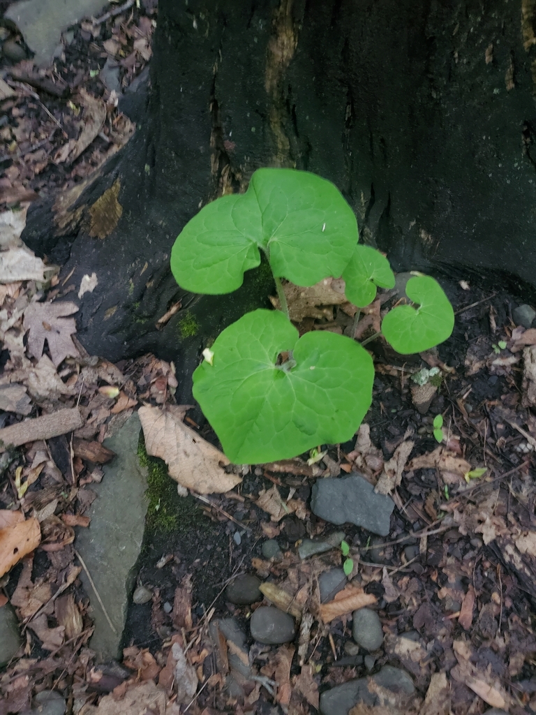 Canadian wild ginger from Wells Falls, Finger Lakes, Ithaca, NY 14850 ...