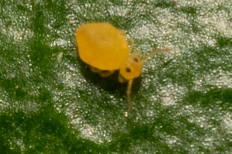 Bourletiella in May 2024 by Alan Yoshioka · iNaturalist