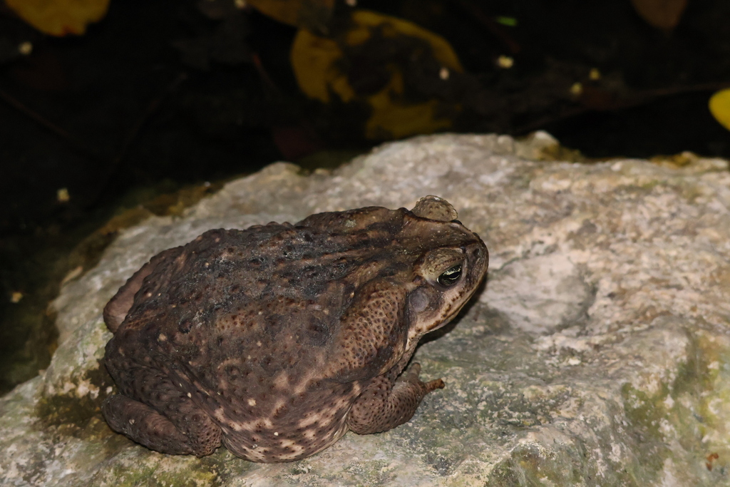 Giant Toad from Orange Walk District, Belize on May 12, 2024 at 08:12 ...