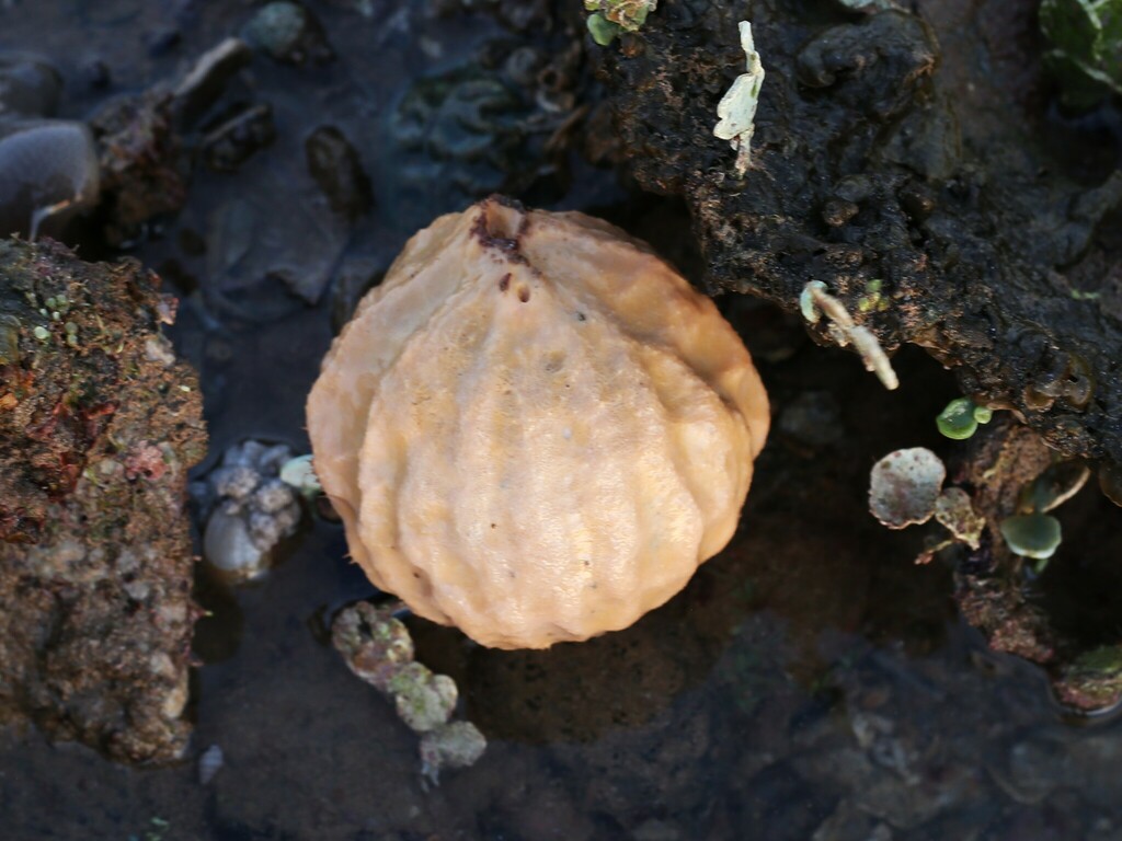 Sponges from Port Hedland, WA, Australia on April 11, 2024 at 06:19 AM ...