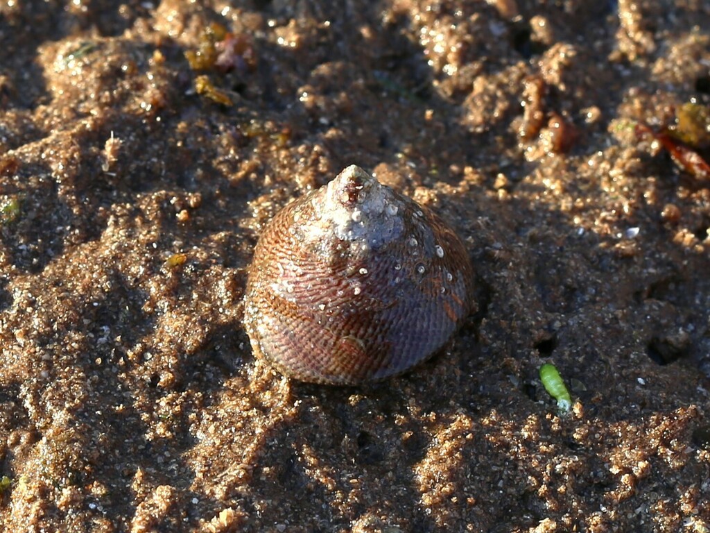 Trochus hanleyanus from Port Hedland WA 6721, Australia on April 11 ...