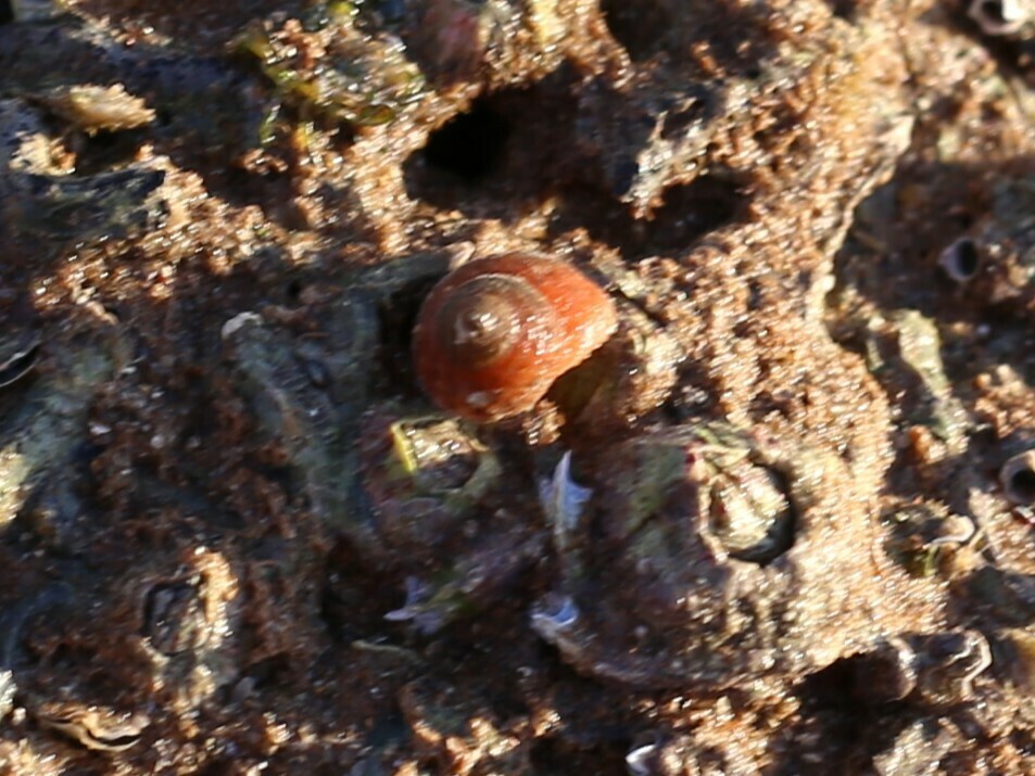 Euchelus atratus from Port Hedland WA 6721, Australia on April 11, 2024 at 07:00 AM by Zaire ...
