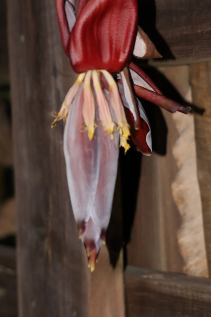 Plantain from Orange Walk District, Belize on May 12, 2024 at 08:43 PM ...