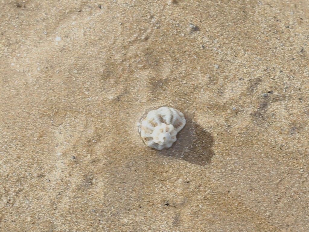 Large Liotia from Port Hedland WA 6721, Australia on April 11, 2024 at ...