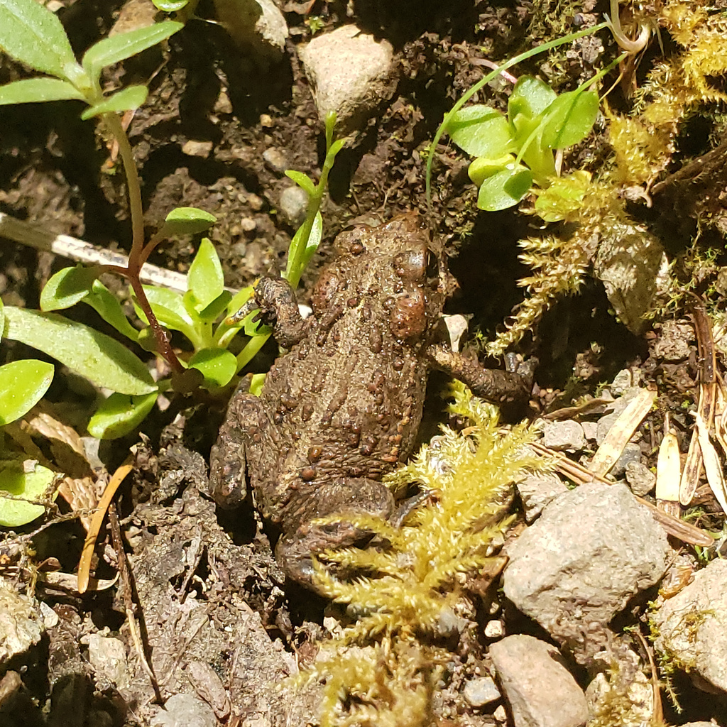 Western Toad in May 2024 by Robogenesis · iNaturalist