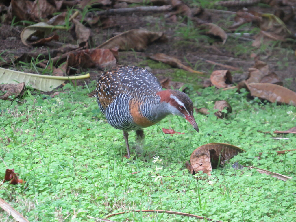 Buff-banded Rail from Lord Howe Island NSW 2898, Australia on August 4 ...