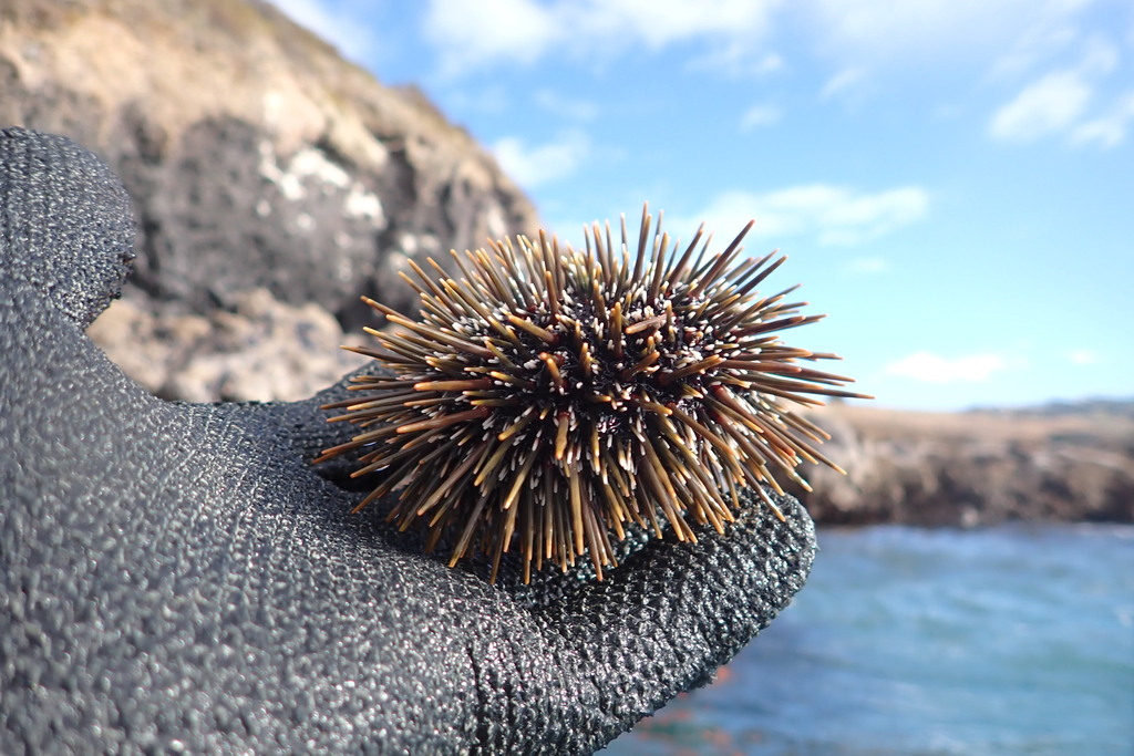Kina from Canterbury, New Zealand on May 12, 2024 at 12:24 PM by Jenny ...