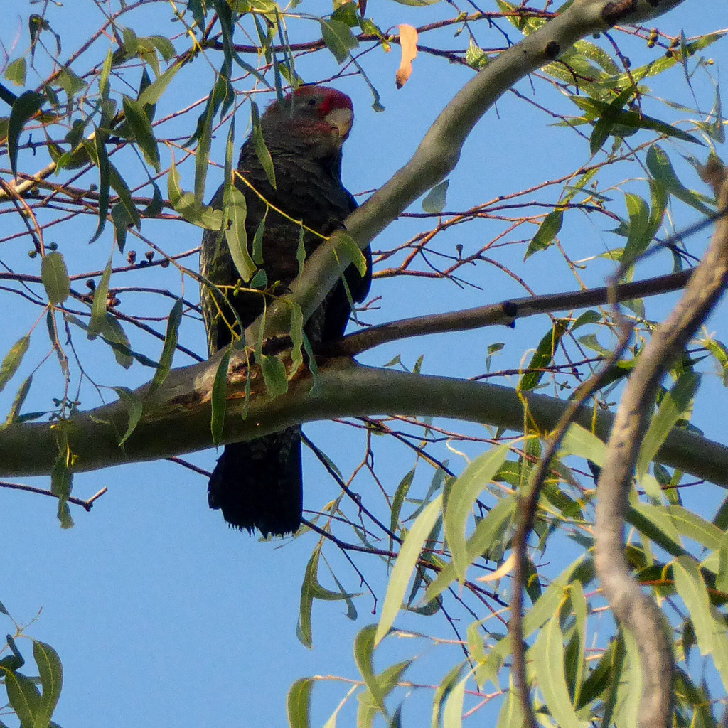 Gang-gang Cockatoo in May 2024 by Mononymous · iNaturalist