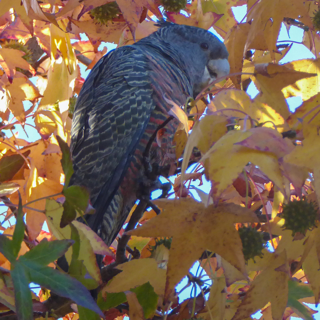 Gang-gang Cockatoo in May 2024 by Mononymous · iNaturalist