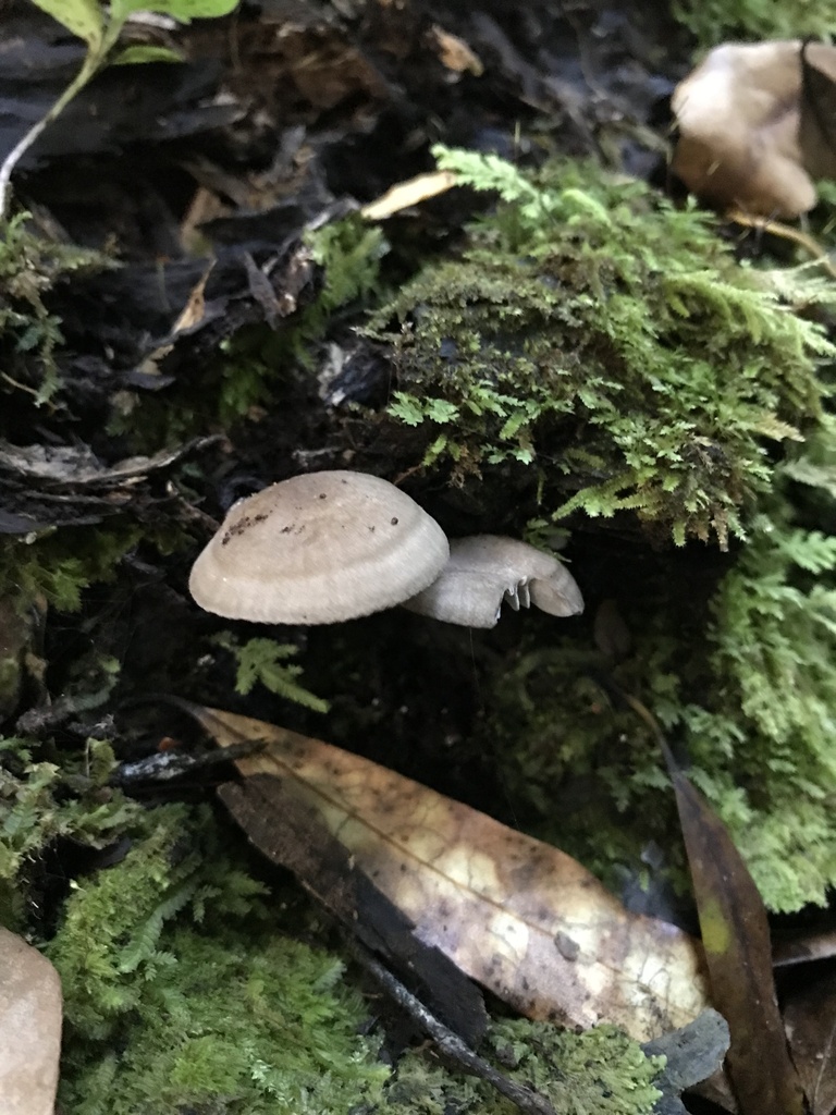 Bonnets from South Island / Te Waipounamu, Rai Valley, Marlborough, NZ ...