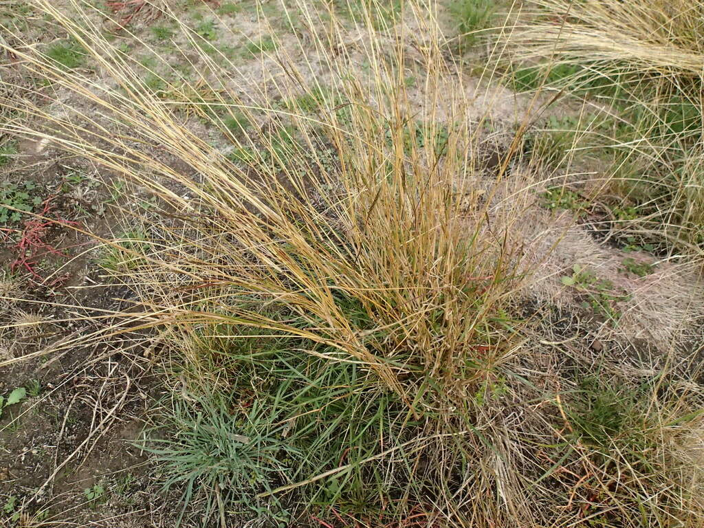 Redleg Grass from Geelong VIC, Australia on May 13, 2024 at 11:19 AM by ...