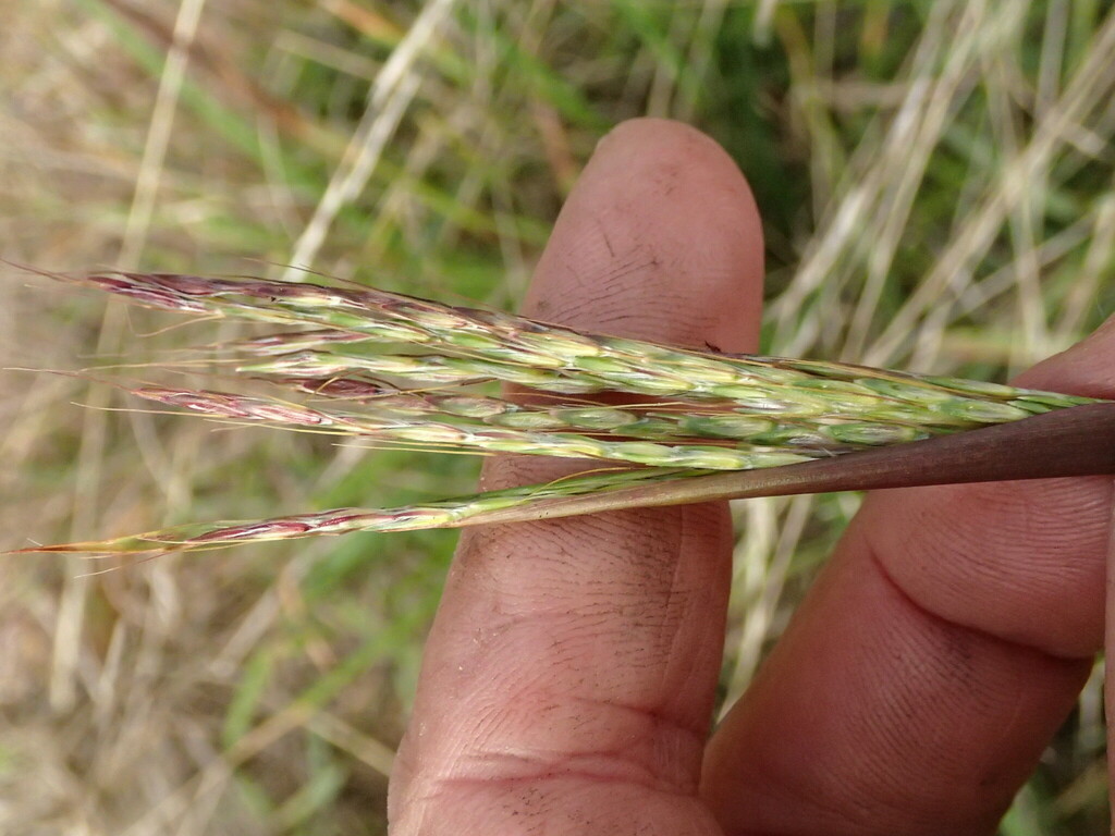 Redleg Grass from Geelong VIC, Australia on May 13, 2024 at 11:21 AM by ...