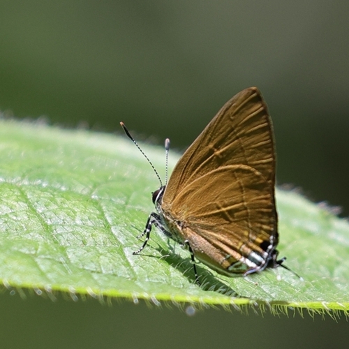 Rapala rhodopis · iNaturalist United Kingdom