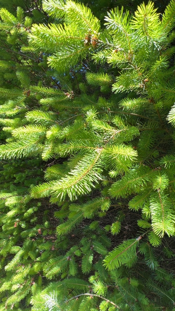 pines, spruces, larches, and allies from Point Reyes National Seashore ...
