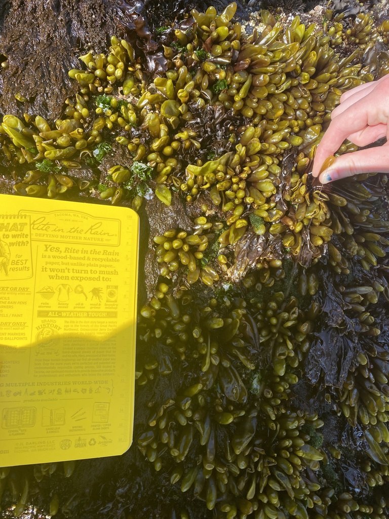 Sea Sacks from Tongue Point Park Rd, Port Angeles, WA, US on May 12 ...