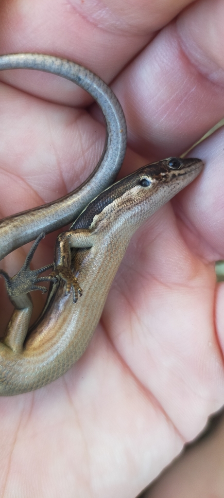 Moko Skink in May 2024 by theovannoort · iNaturalist