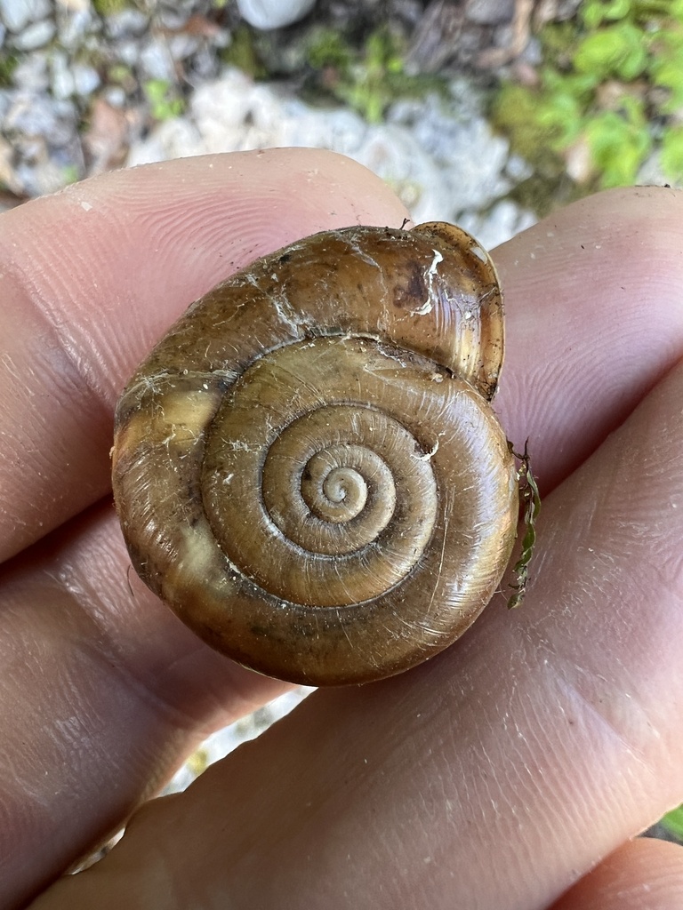 Common Land Snails and Slugs from Čezsoča, Bovec, 006, SI on May 11 ...