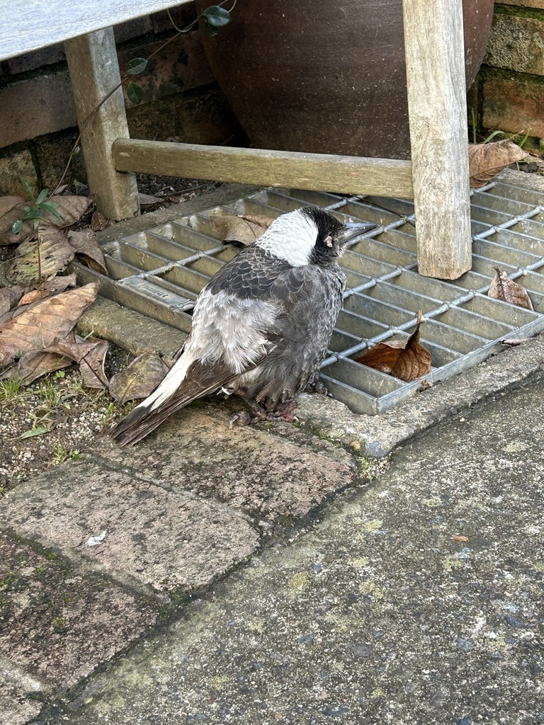 Australian Magpie in May 2024 by Emma M. Juvenile Australian Magpie ...