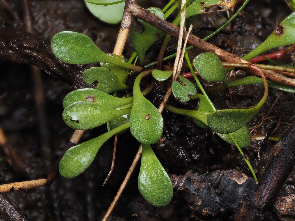 Samolus repens repens from Warea 4381, New Zealand on May 12, 2024 at ...