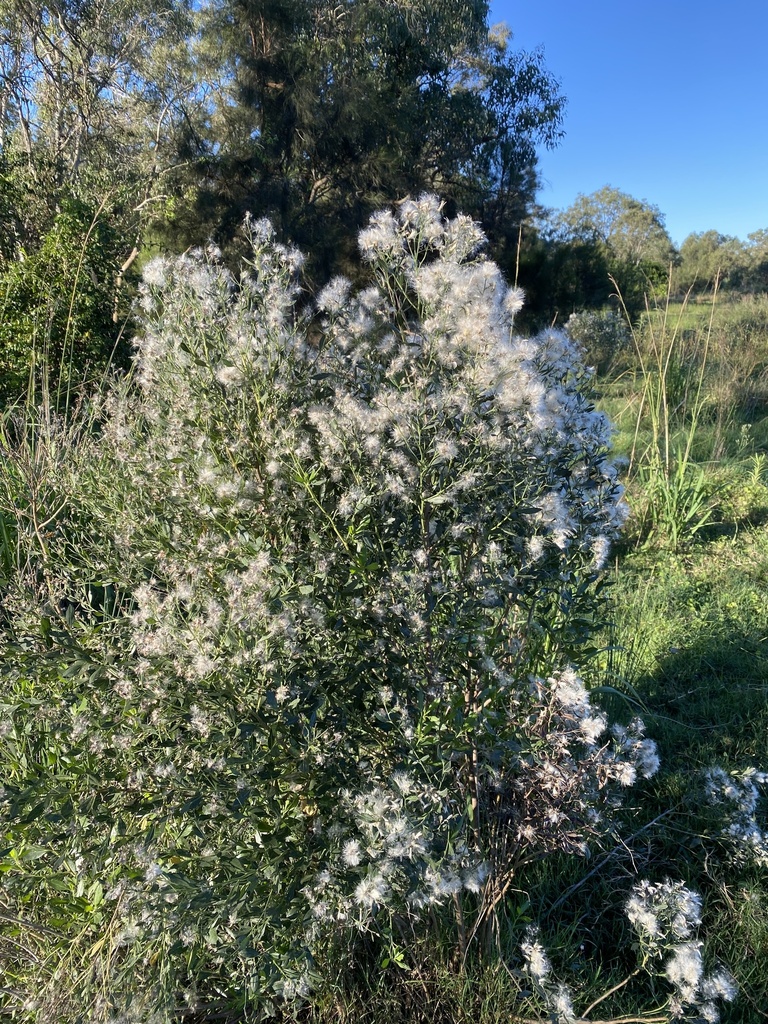groundsel tree from Tinchi Tamba Wetlands Reserve, Bald Hills, QLD, AU ...